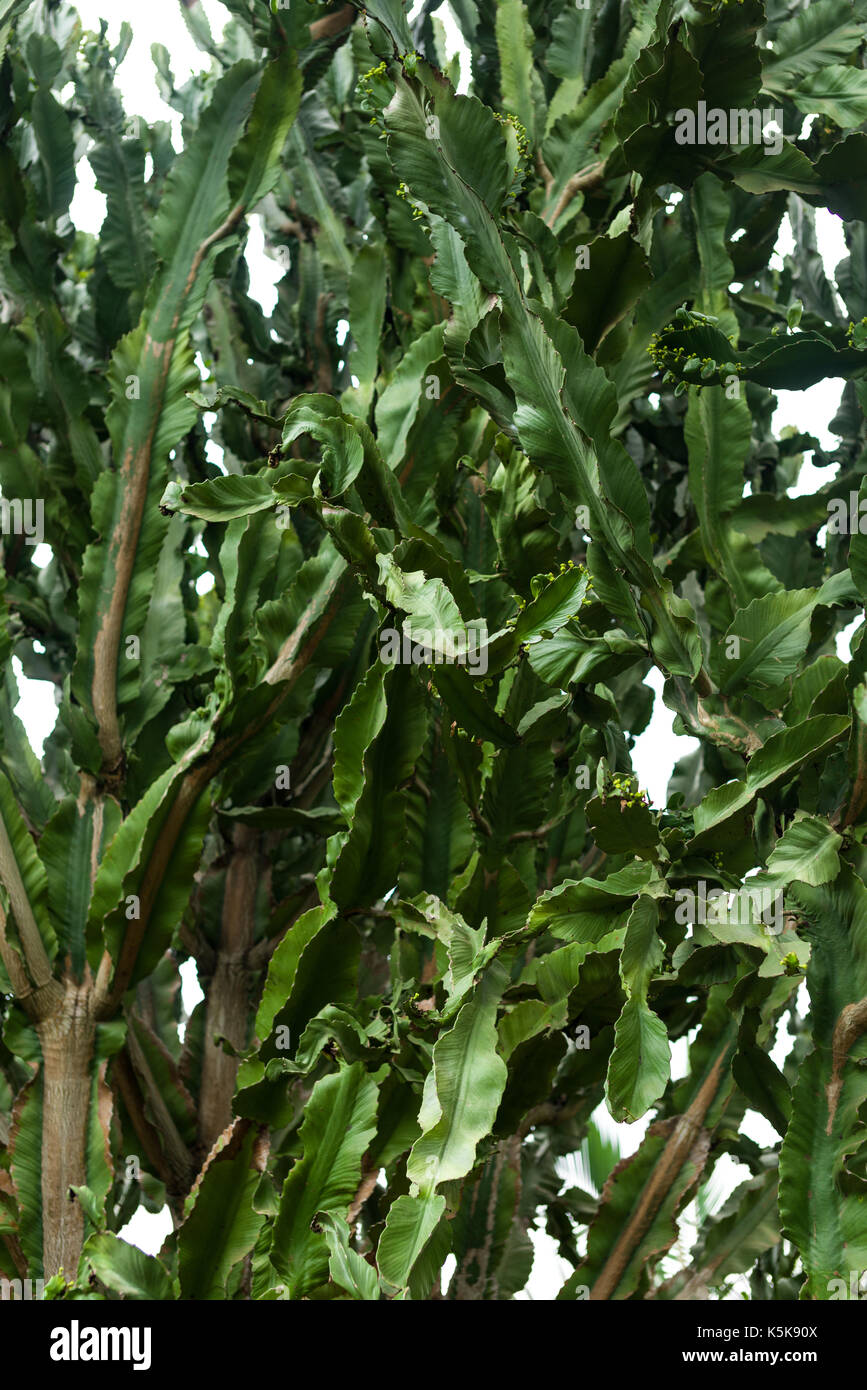 Candelabra tree (Euphorbia candelabrum) branches, Nairobi, Kenya Stock ...