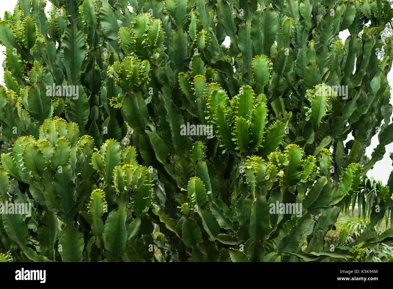 Candelabra tree (Euphorbia candelabrum) branches, Nairobi, Kenya Stock ...