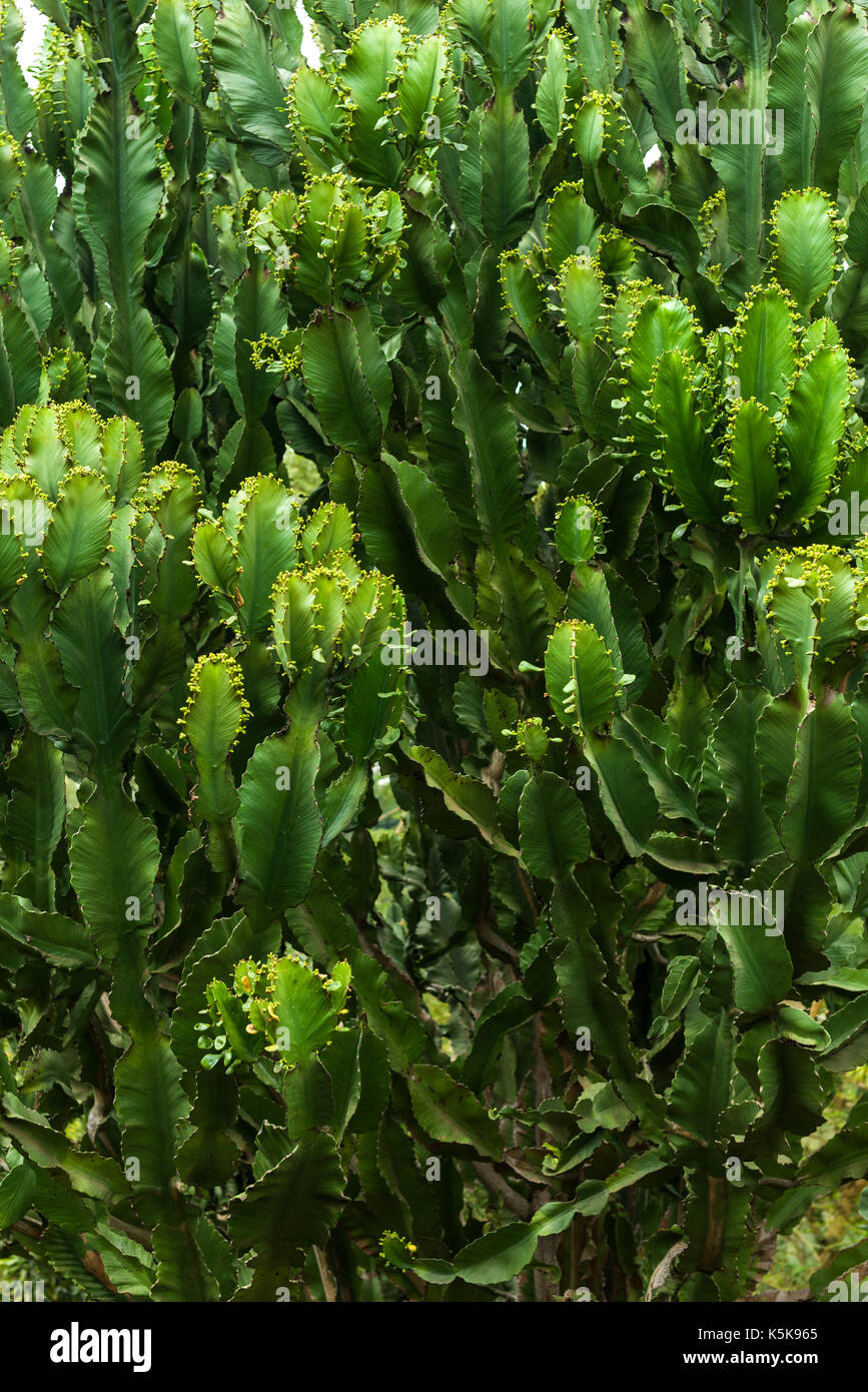Candelabra tree (Euphorbia candelabrum) branches, Nairobi, Kenya Stock ...