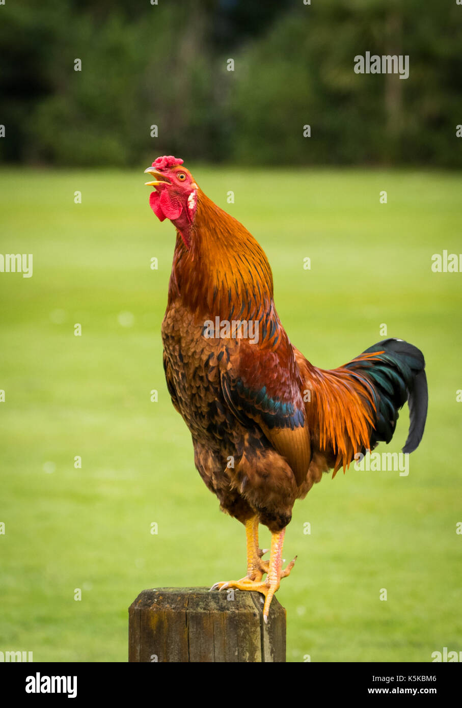 New Zealand wild rooster on a post have a crow Stock Photo - Alamy