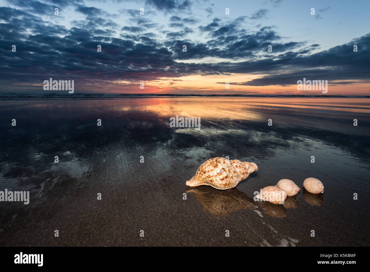 Three sea shells on a New Zealand beach at sunset Stock Photo - Alamy