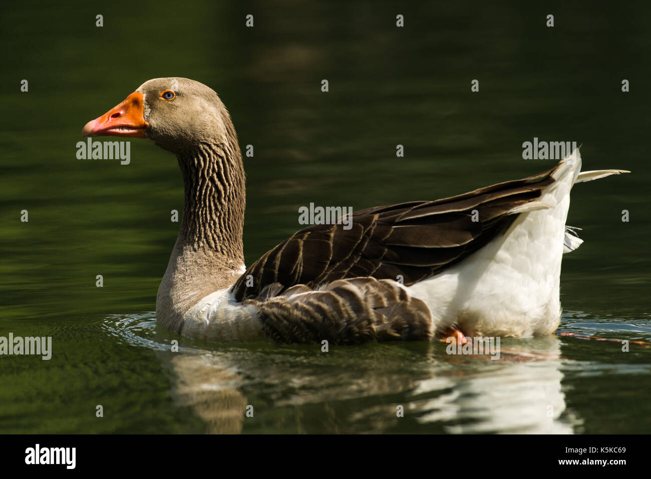Egyptian goose (Alopochen aegyptiaca) swimming in lake, Nairobi, Kenya ...
