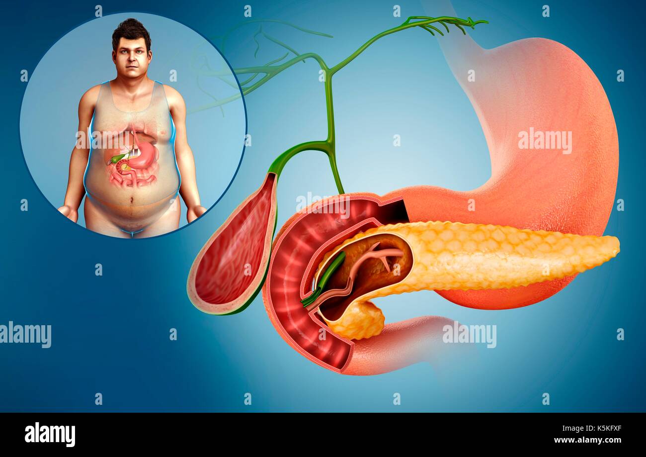 Illustration of the gallbladder, duodenum and pancreas Stock Photo - Alamy