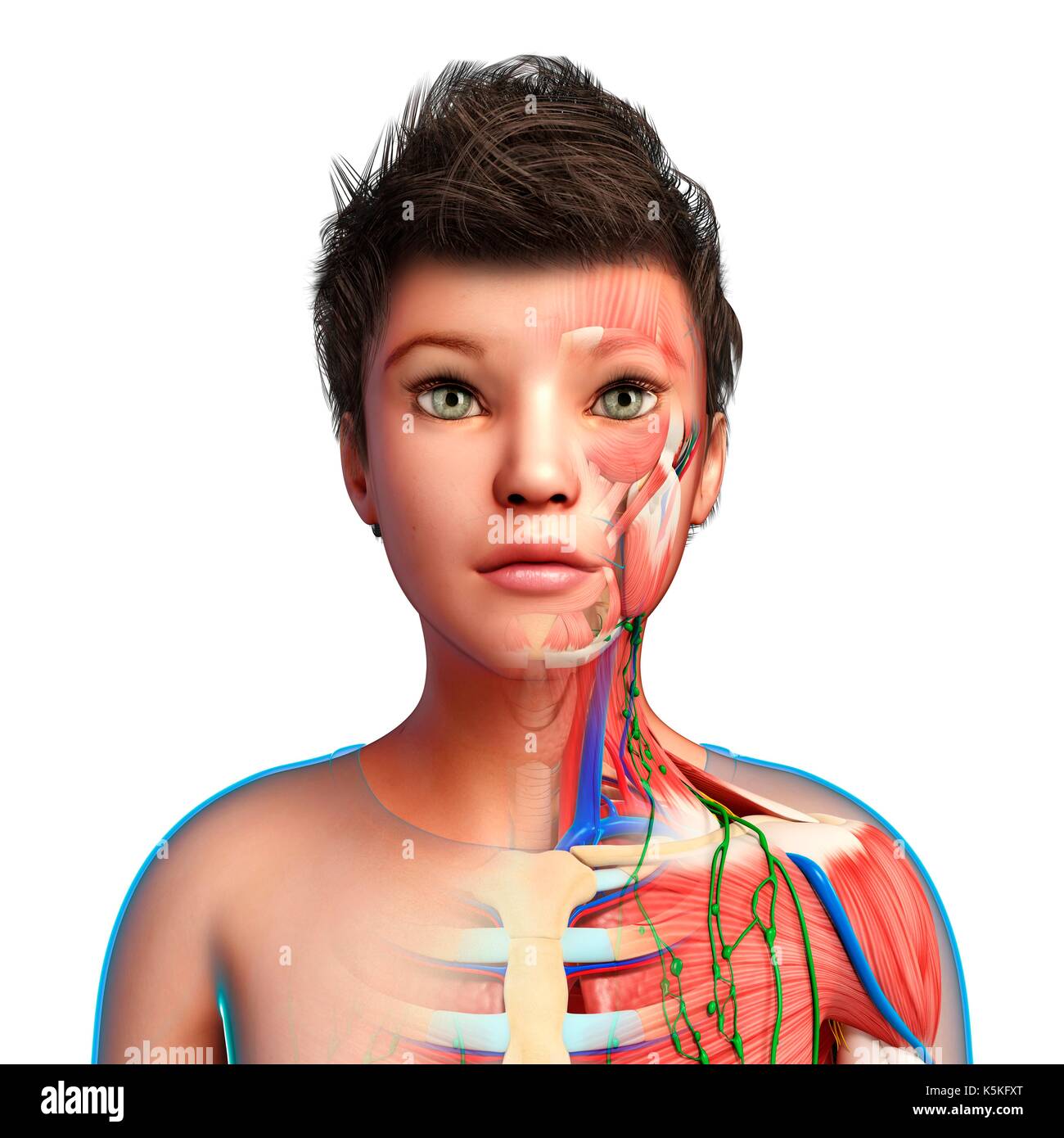 Muscles anatomy child hi-res stock photography and images - Alamy