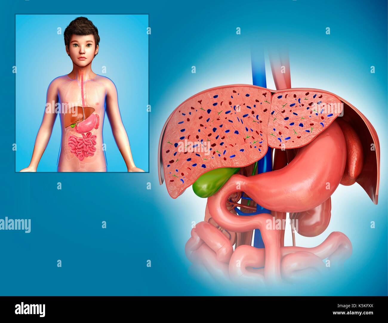 Illustration of the anatomy of a child's liver and stomach Stock Photo ...