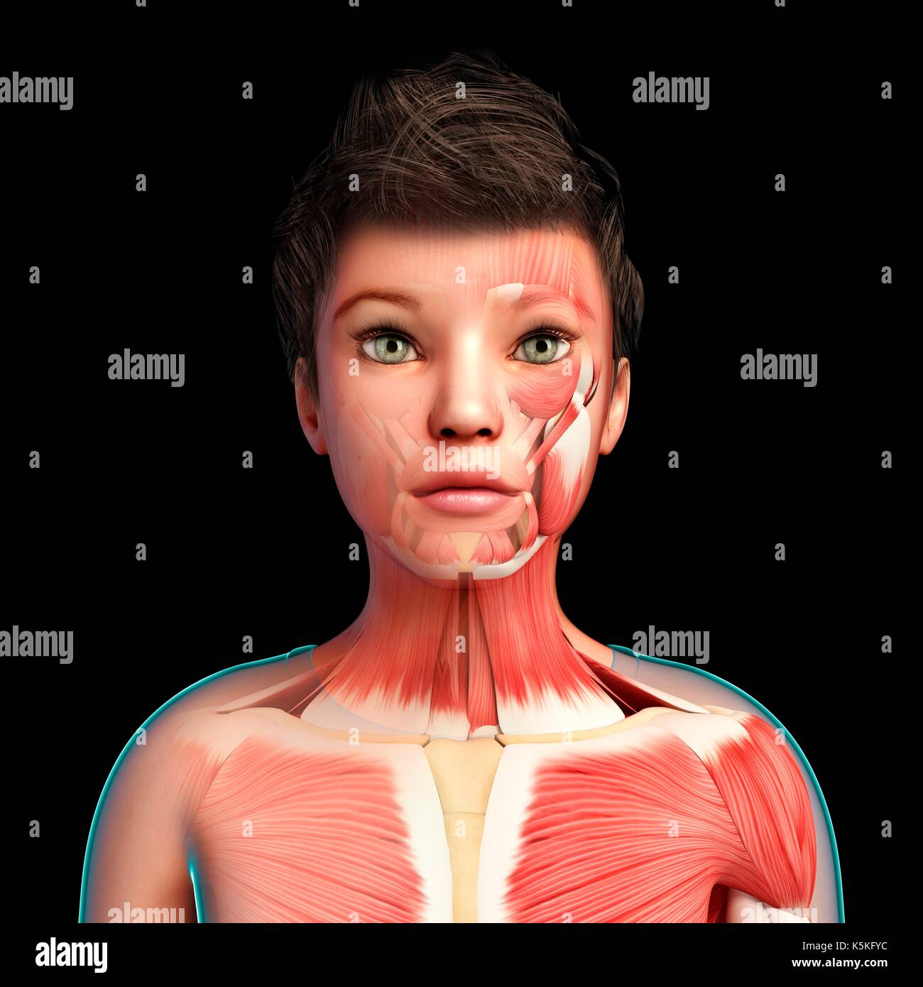 Illustration of a child's neck and chest muscles Stock Photo - Alamy