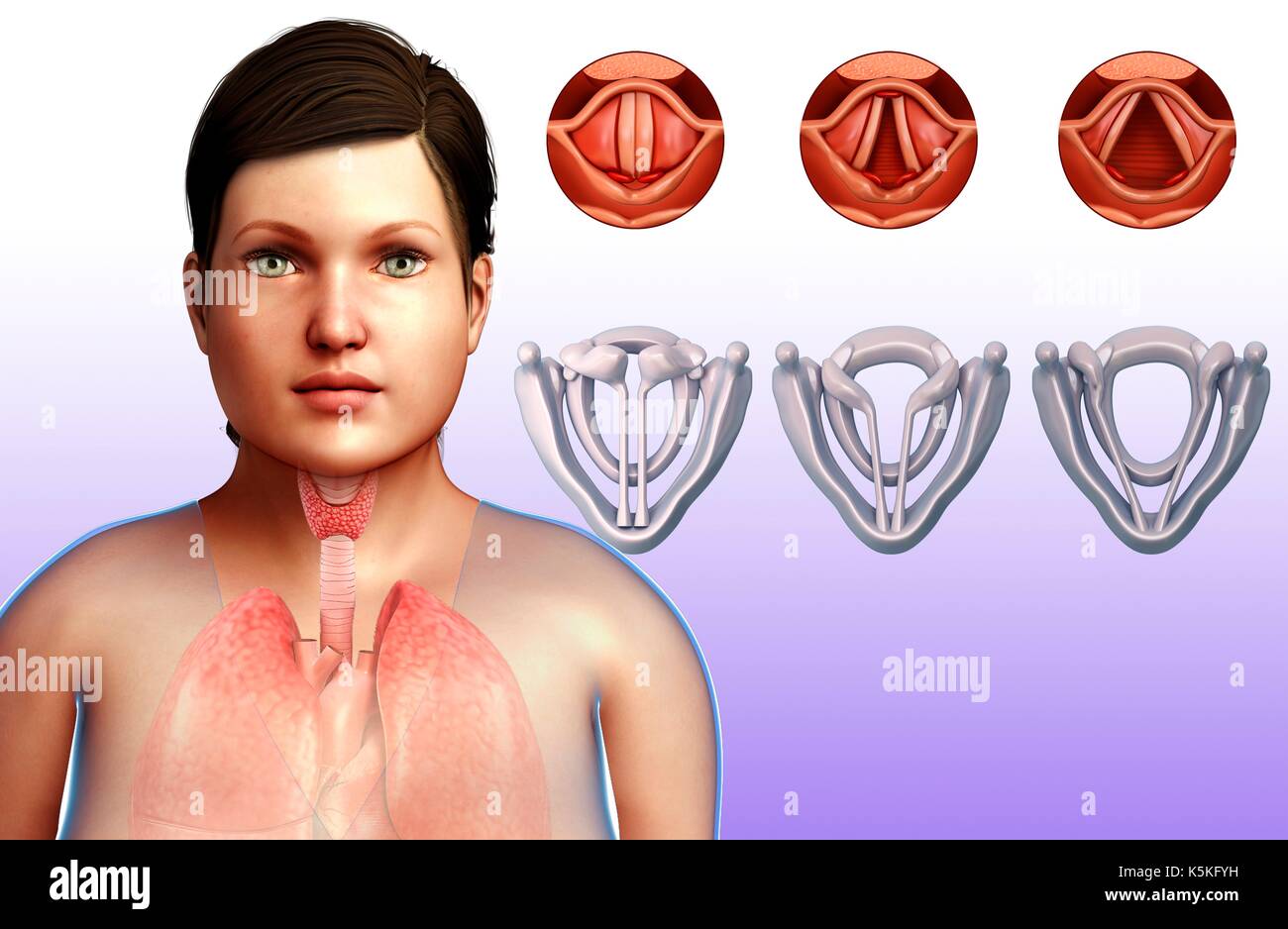 Illustration of female vocal cords and larynx Stock Photo - Alamy