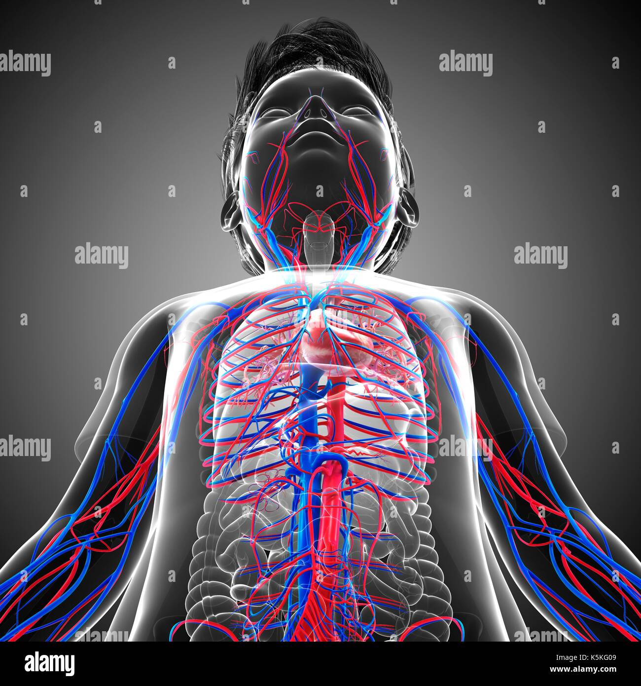 Illustration of a child's circulatory system Stock Photo - Alamy
