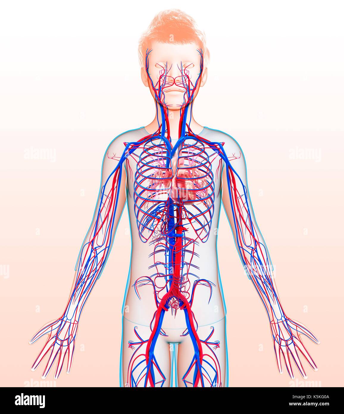 Illustration of a child's circulatory system Stock Photo - Alamy