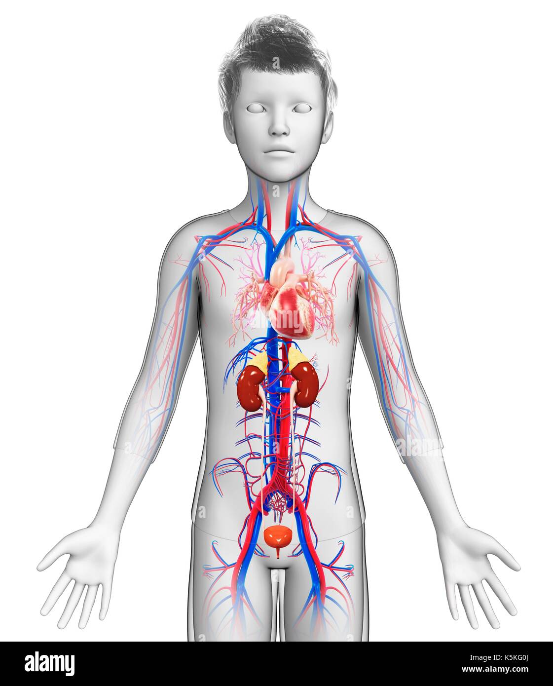 Illustration of a child's kidneys and circulatory system Stock Photo ...