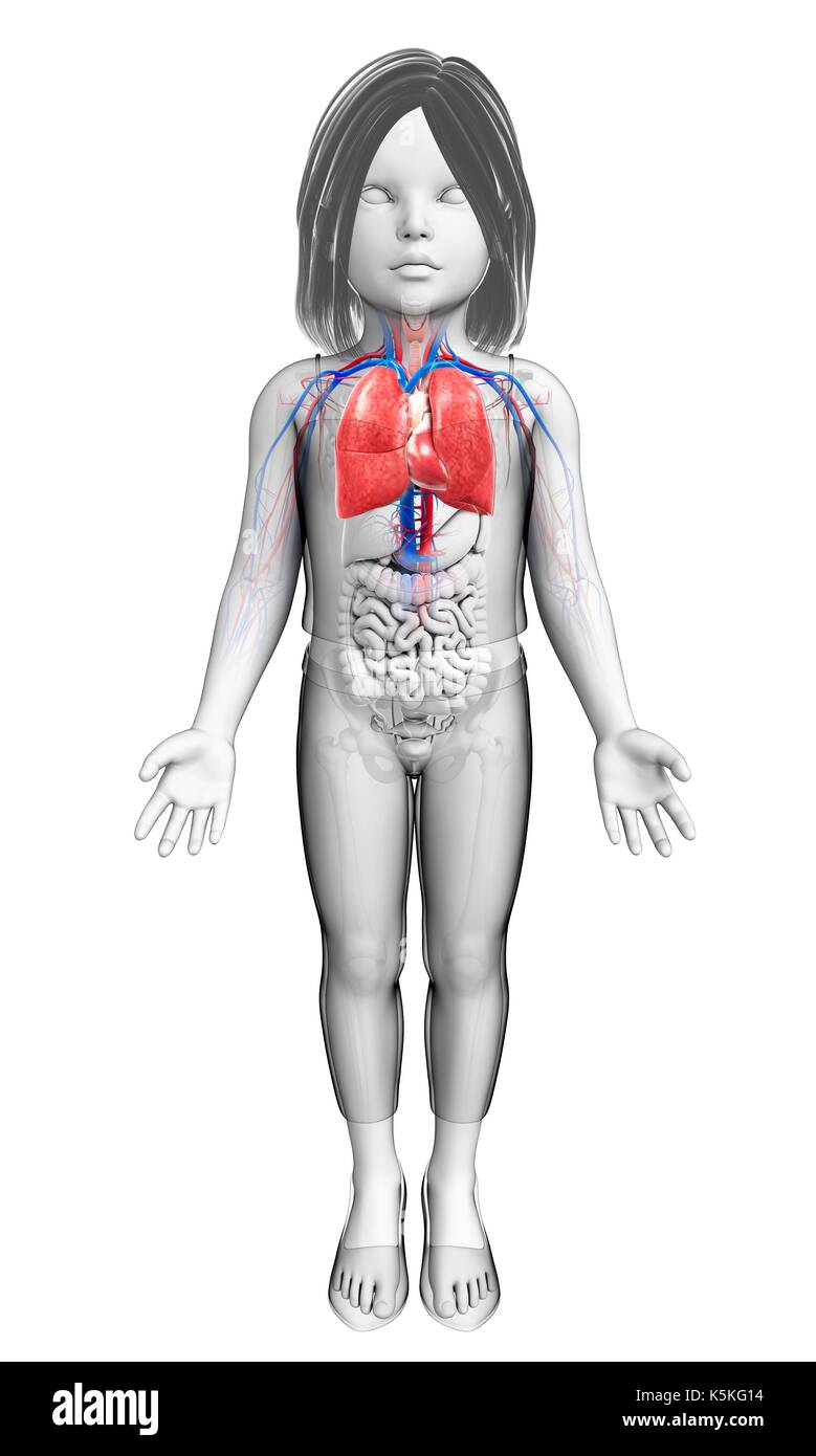 Illustration of the heart-lung system in a child Stock Photo - Alamy