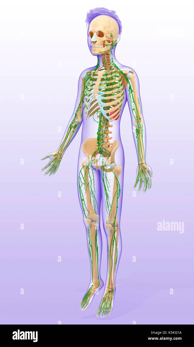 Skeletal system of a child hi-res stock photography and images - Alamy