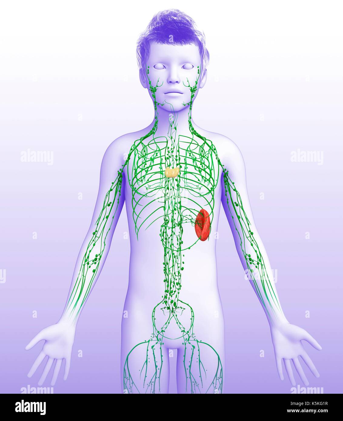 Illustration of a child's lymphatic system Stock Photo - Alamy