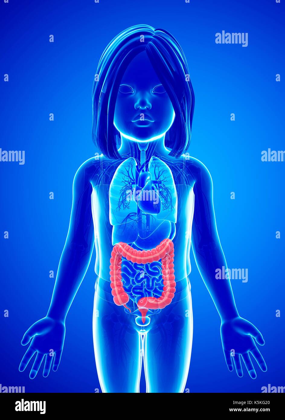 Illustration of the anatomy of a child's large intestine Stock Photo ...