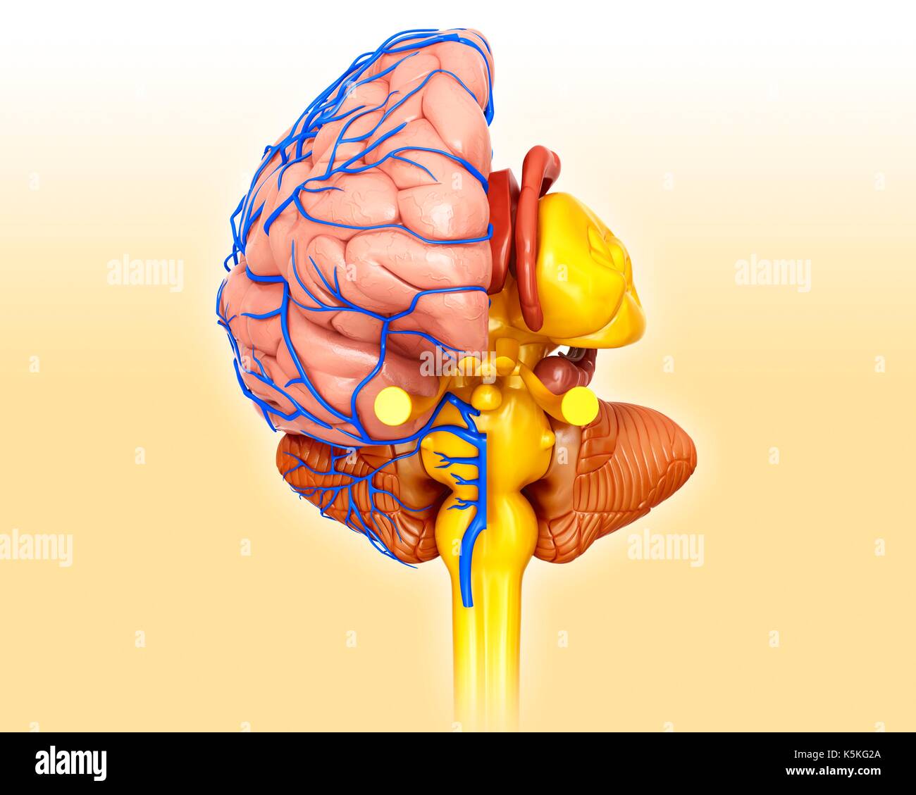 Illustration of the anatomy of the human brain and its veins Stock ...