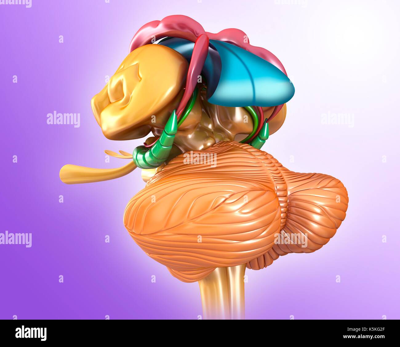 Illustration of human brain structures Stock Photo - Alamy