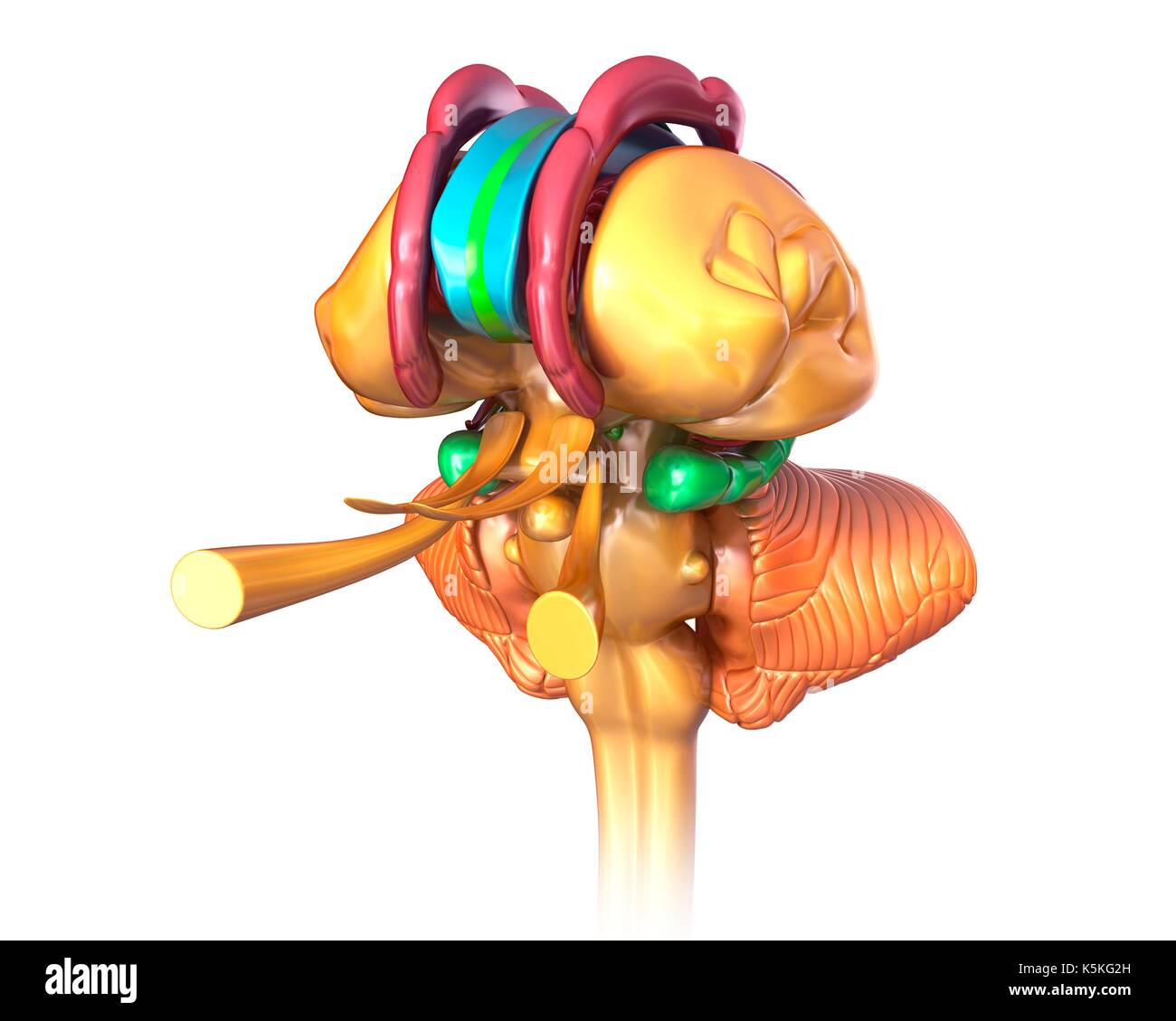 Illustration of human brain structures Stock Photo - Alamy