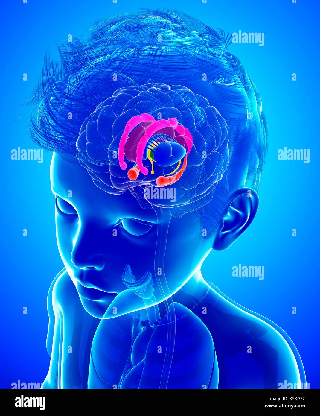 Illustration of a child's brain anatomy Stock Photo - Alamy