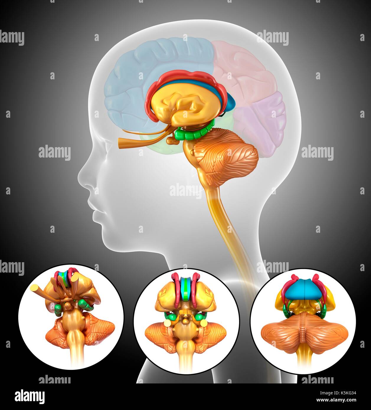 Illustration of a child's brain anatomy Stock Photo - Alamy