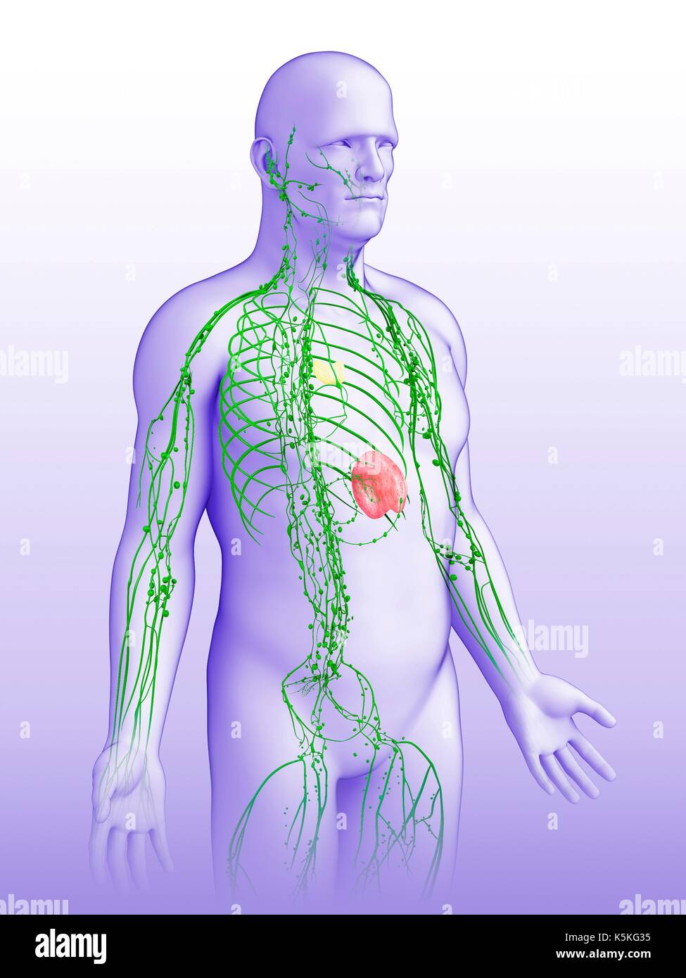 Illustration of male lymphatic system Stock Photo - Alamy