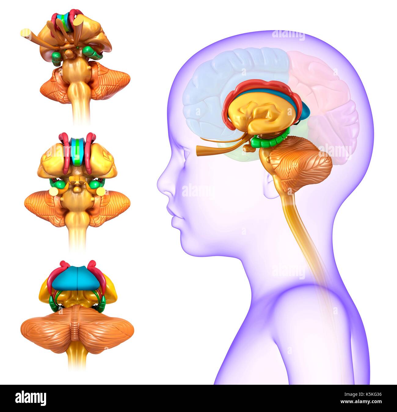Illustration of a child's brain anatomy Stock Photo - Alamy