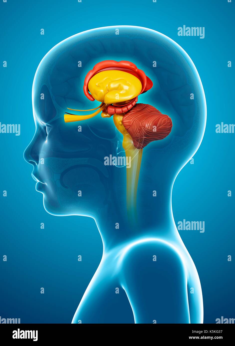 Illustration of a child's brain anatomy Stock Photo - Alamy