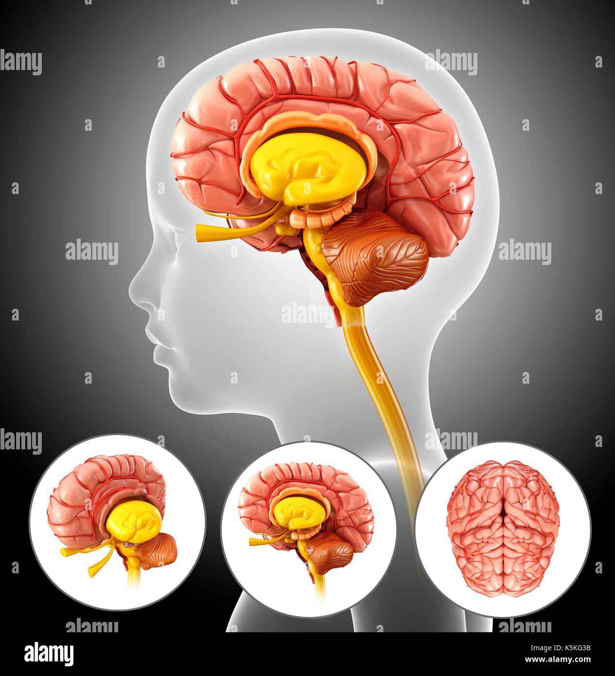 Illustration of a child's brain anatomy Stock Photo - Alamy