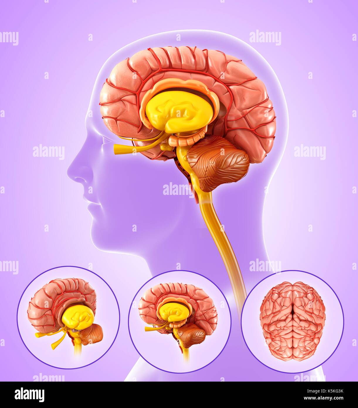 Illustration of male human brain anatomy Stock Photo - Alamy