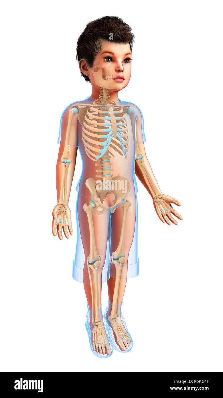 Skeletal system of a child hi-res stock photography and images - Alamy