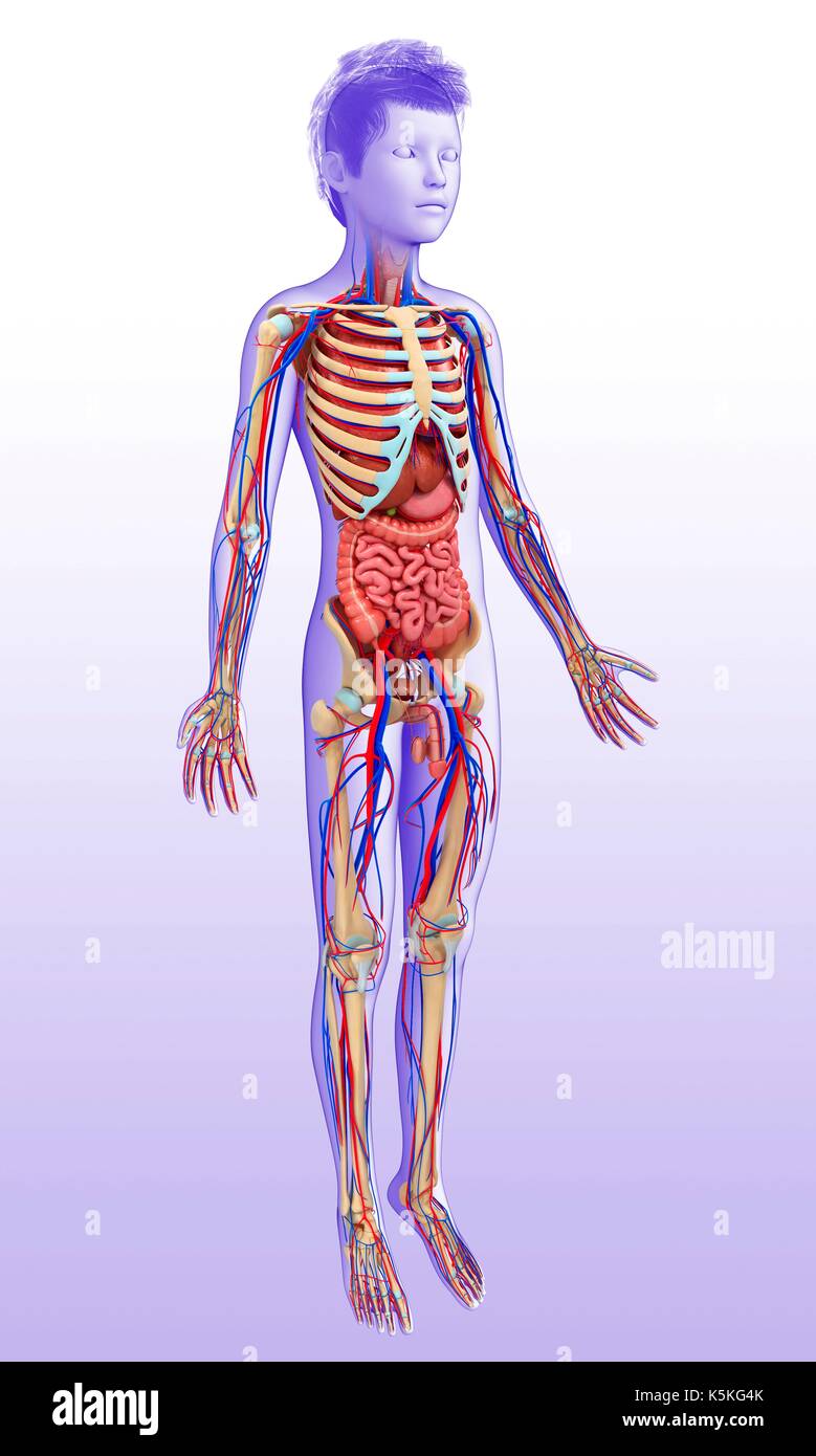 Illustration of a child's anatomy Stock Photo - Alamy