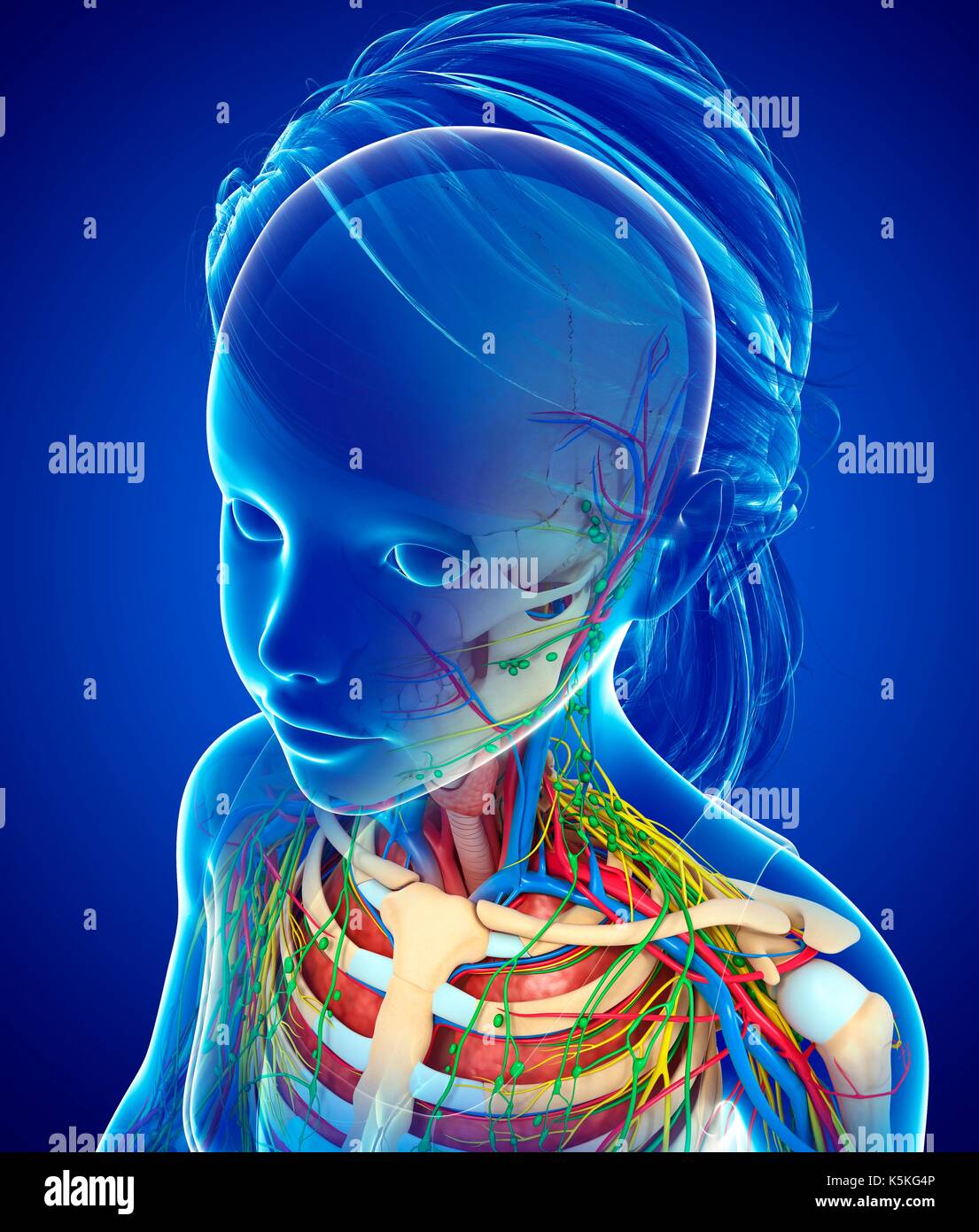 Illustration of a child's anatomy Stock Photo - Alamy