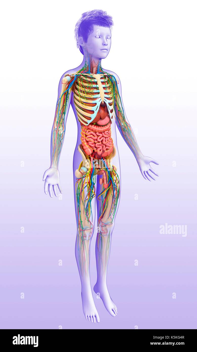 Skeletal system of a child hi-res stock photography and images - Alamy