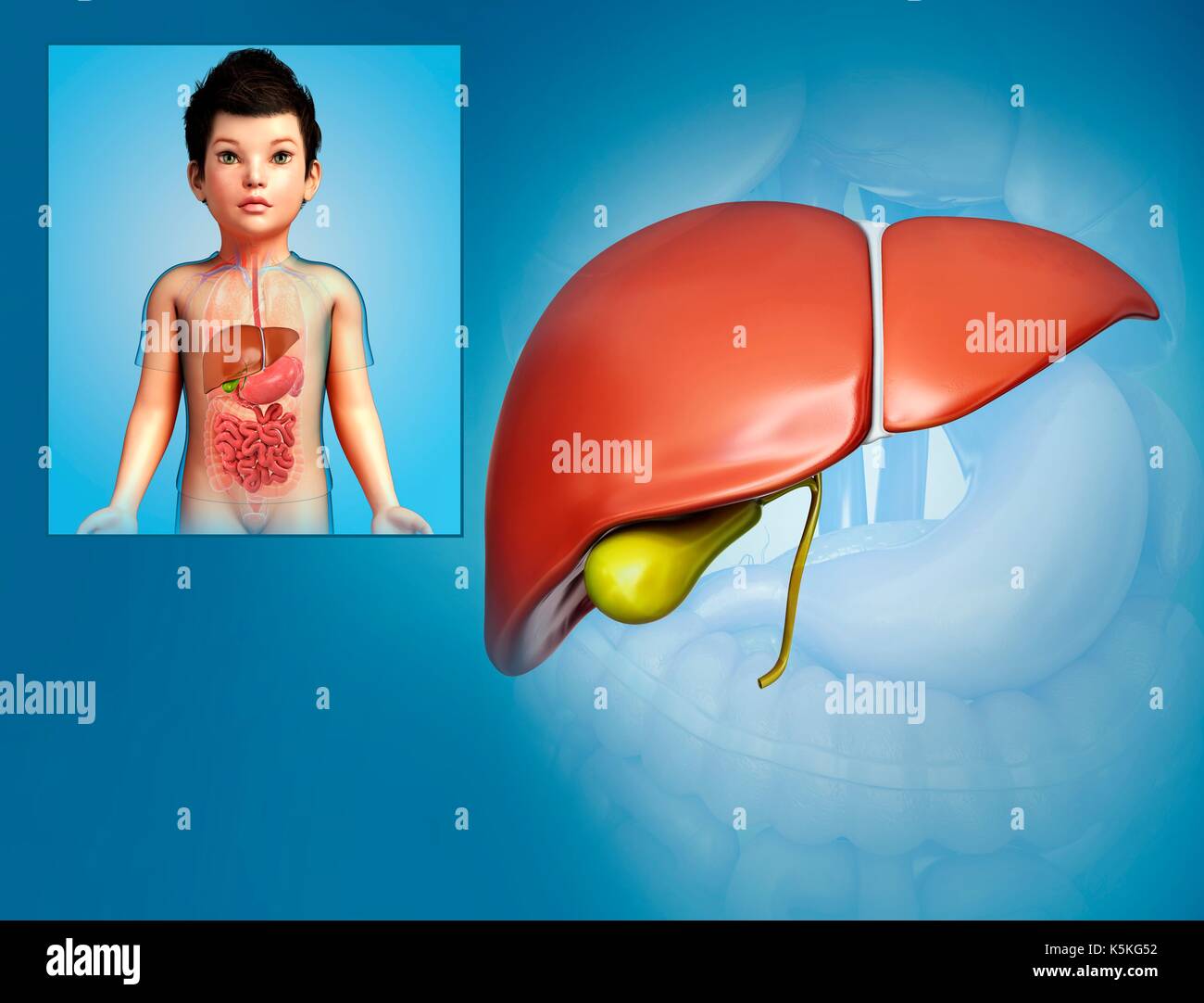 Illustration of the anatomy of a child's liver Stock Photo - Alamy