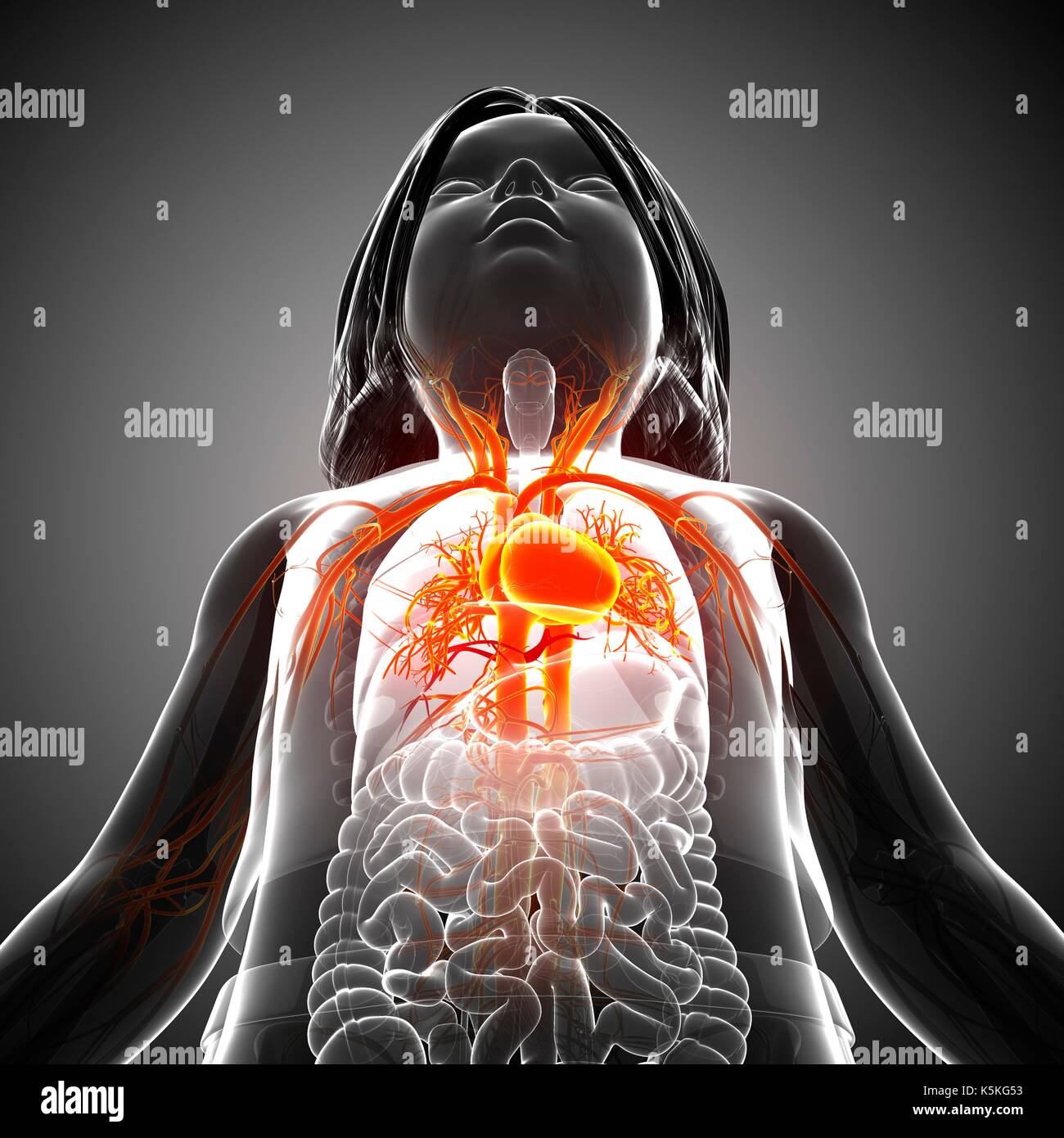 Childs heart anatomy hi-res stock photography and images - Alamy