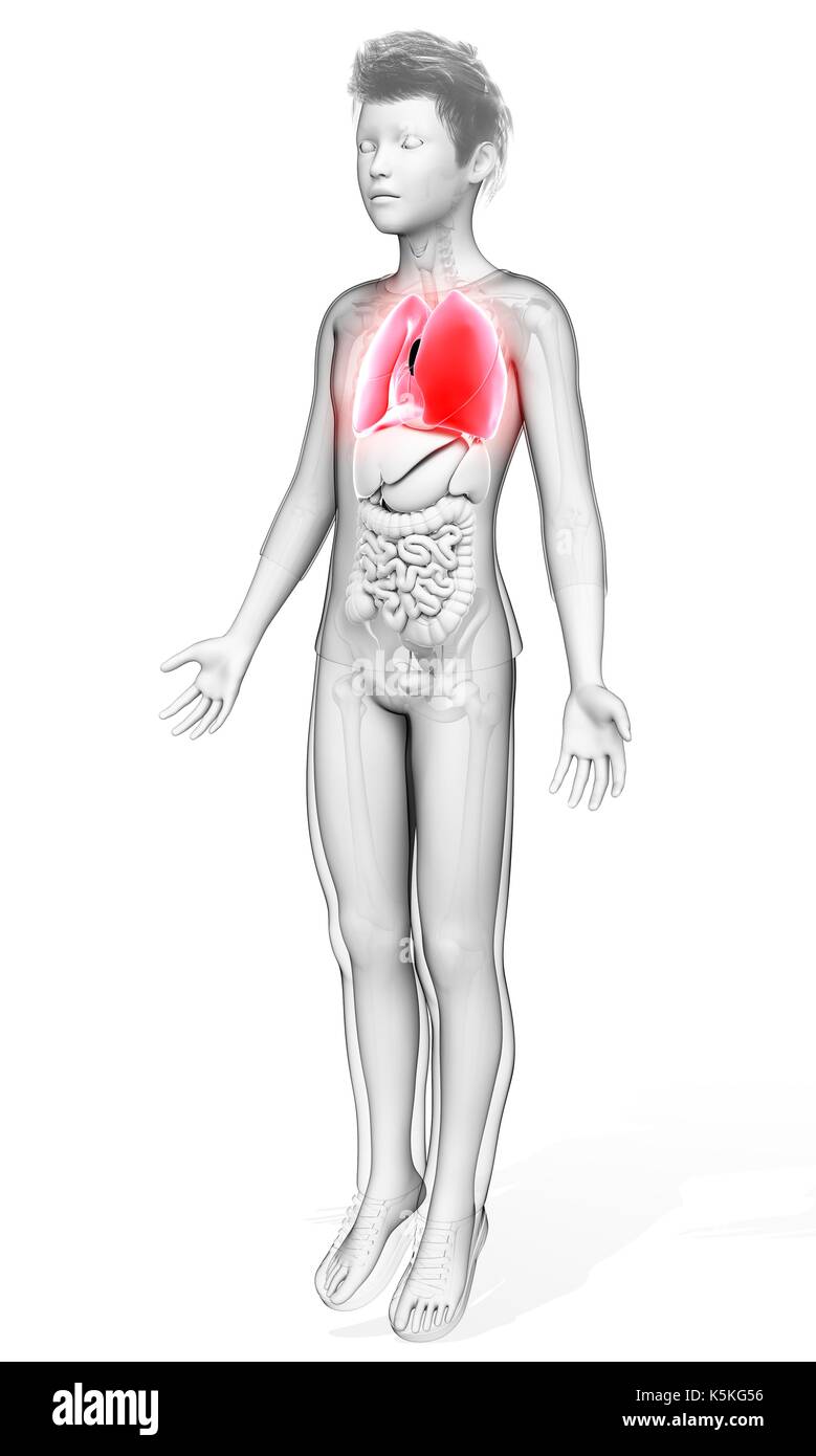 Illustration of a child's lungs Stock Photo - Alamy