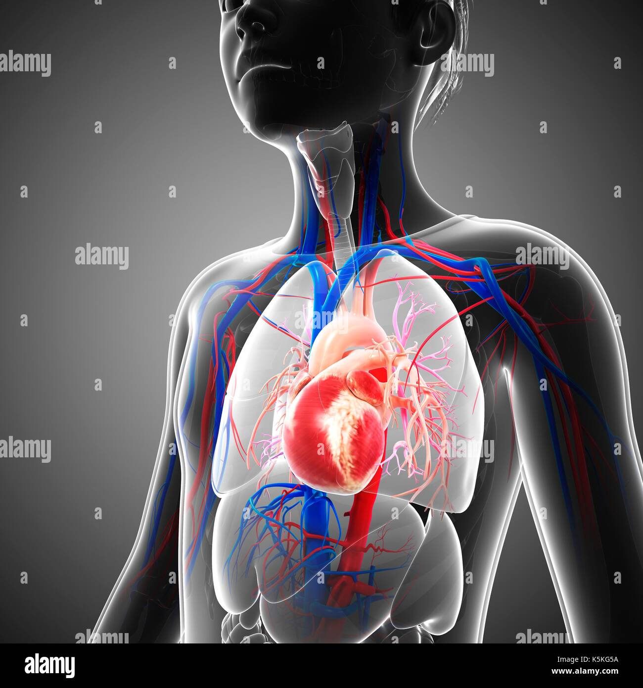 Illustration of a child's heart Stock Photo - Alamy