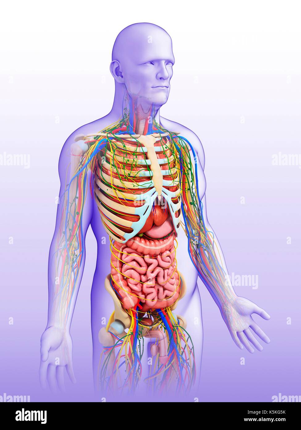 Illustration of male anatomy Stock Photo - Alamy