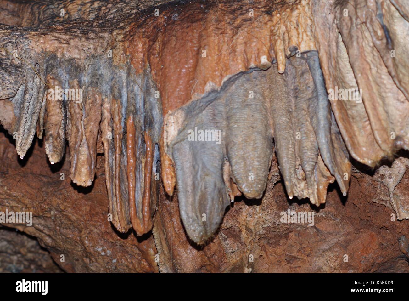 Brixham Cavern, Windmill Hill Bone Cave. An Ancient Monument ...