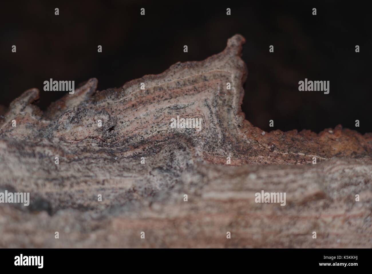 Brixham Cavern, Windmill Hill Bone Cave. An Ancient Monument ...
