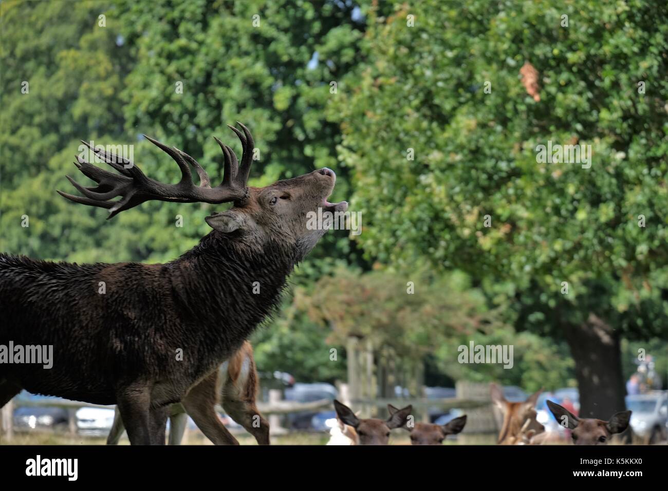 stag with herd of deer in bushy park surrey Stock Photo - Alamy
