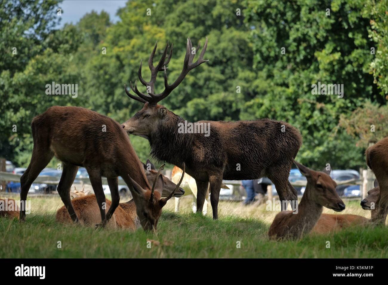 stag with herd of deer in bushy park surrey Stock Photo - Alamy