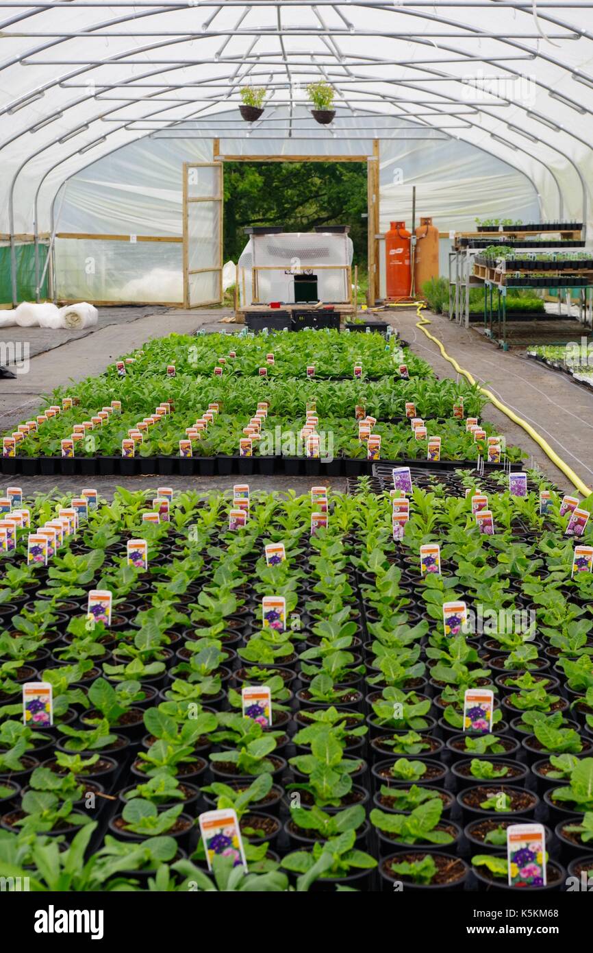 Plug Plants Growing in a Poly Tunnel at Ludcott Nursery, Mid Devon, UK ...