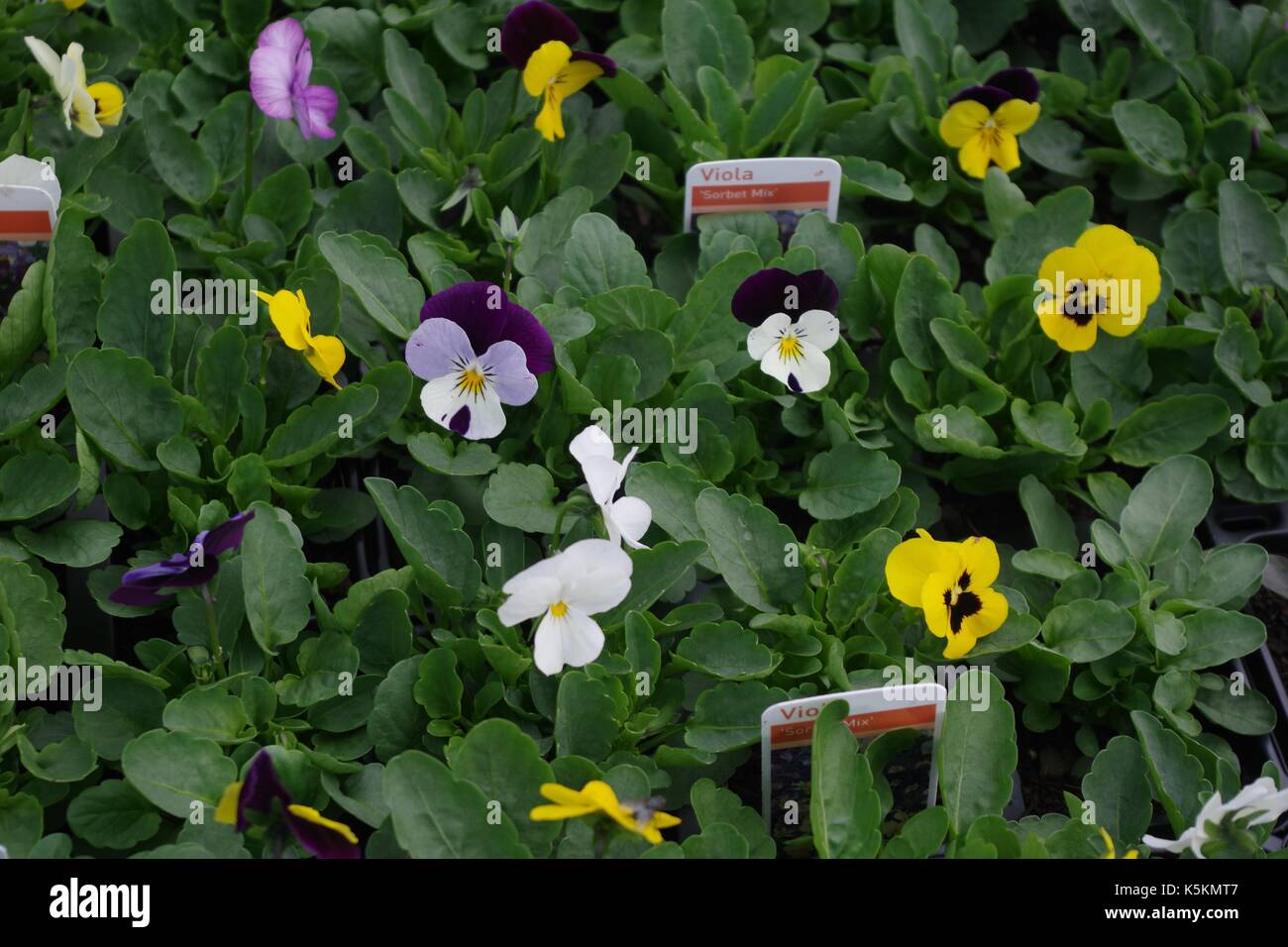 Garden centre uk plug plants hi-res stock photography and images - Alamy
