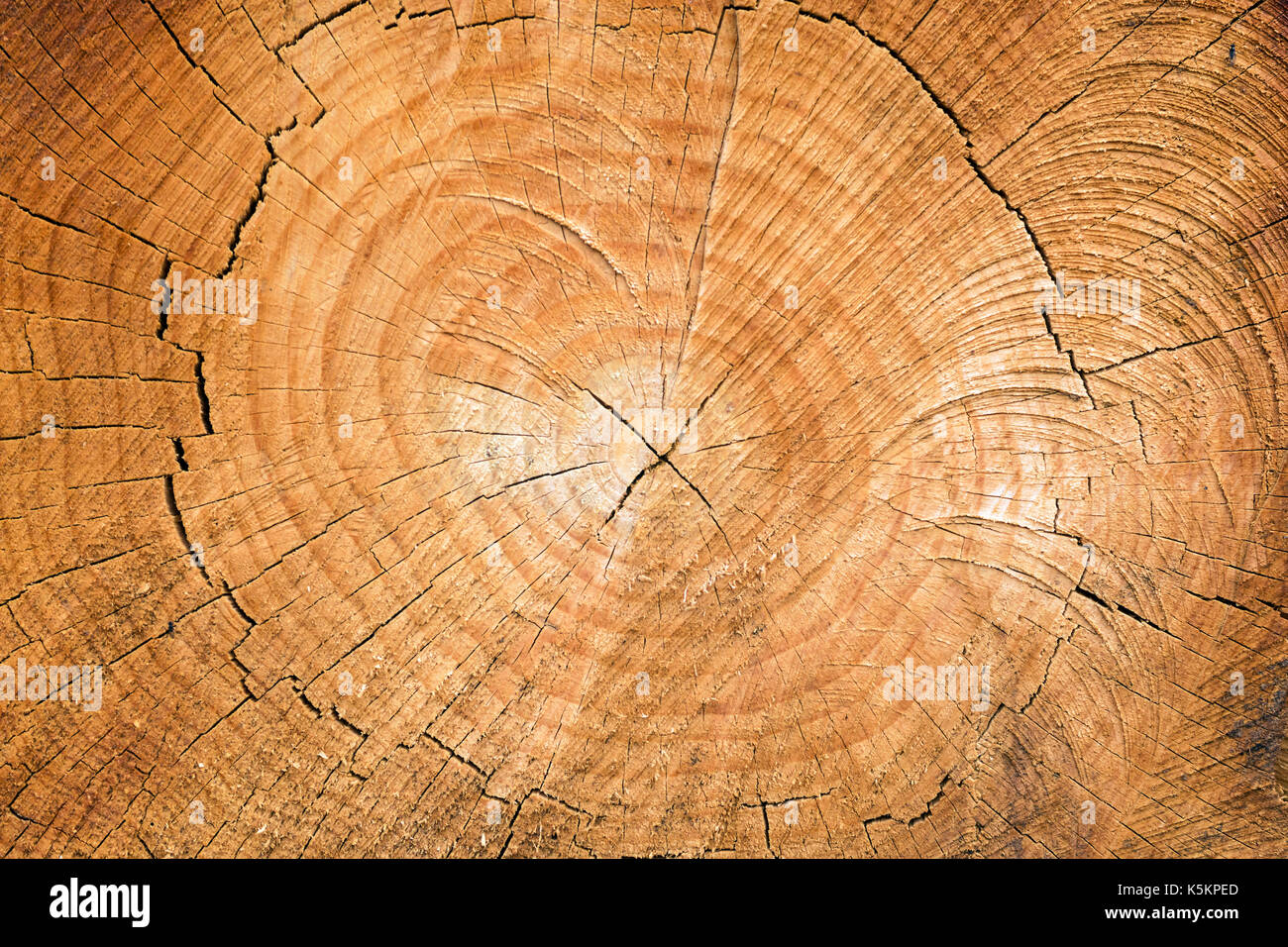 Wood trunk texture Stock Photo - Alamy