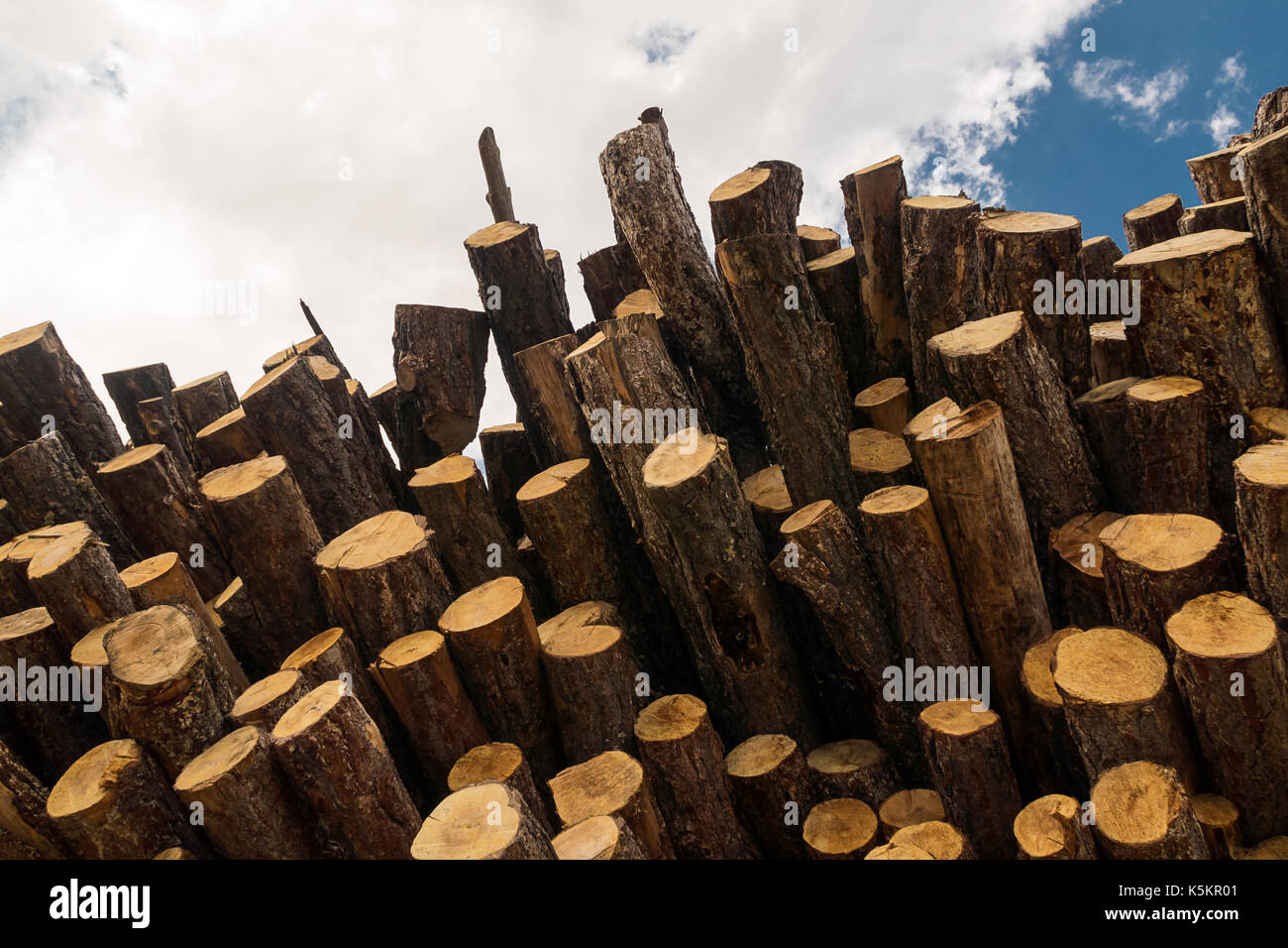 Tree trunks stacked Stock Photo - Alamy