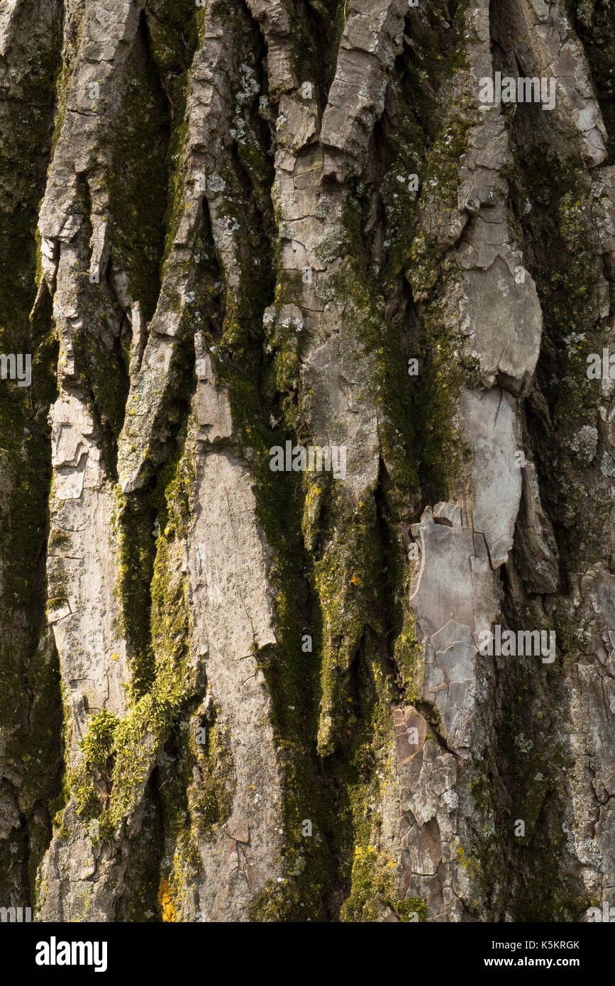 Rugged tree bark Stock Photo - Alamy