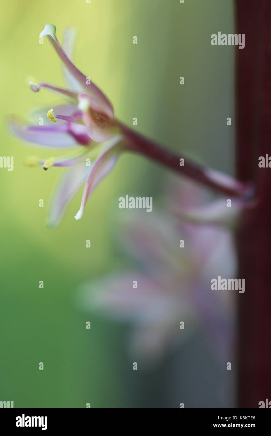 Sparkling flower hi-res stock photography and images - Alamy