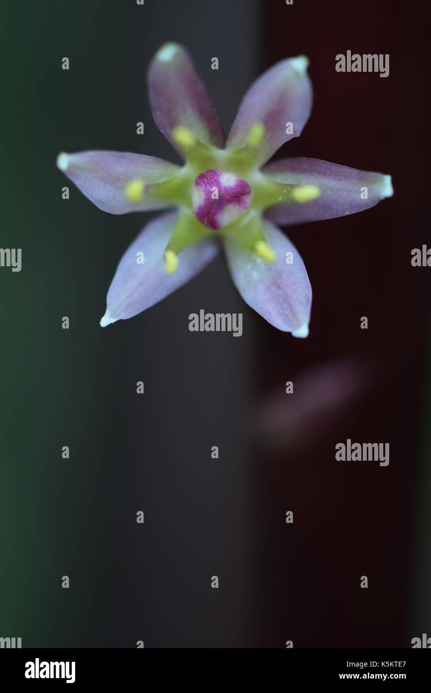 Sparkling flower hi-res stock photography and images - Alamy