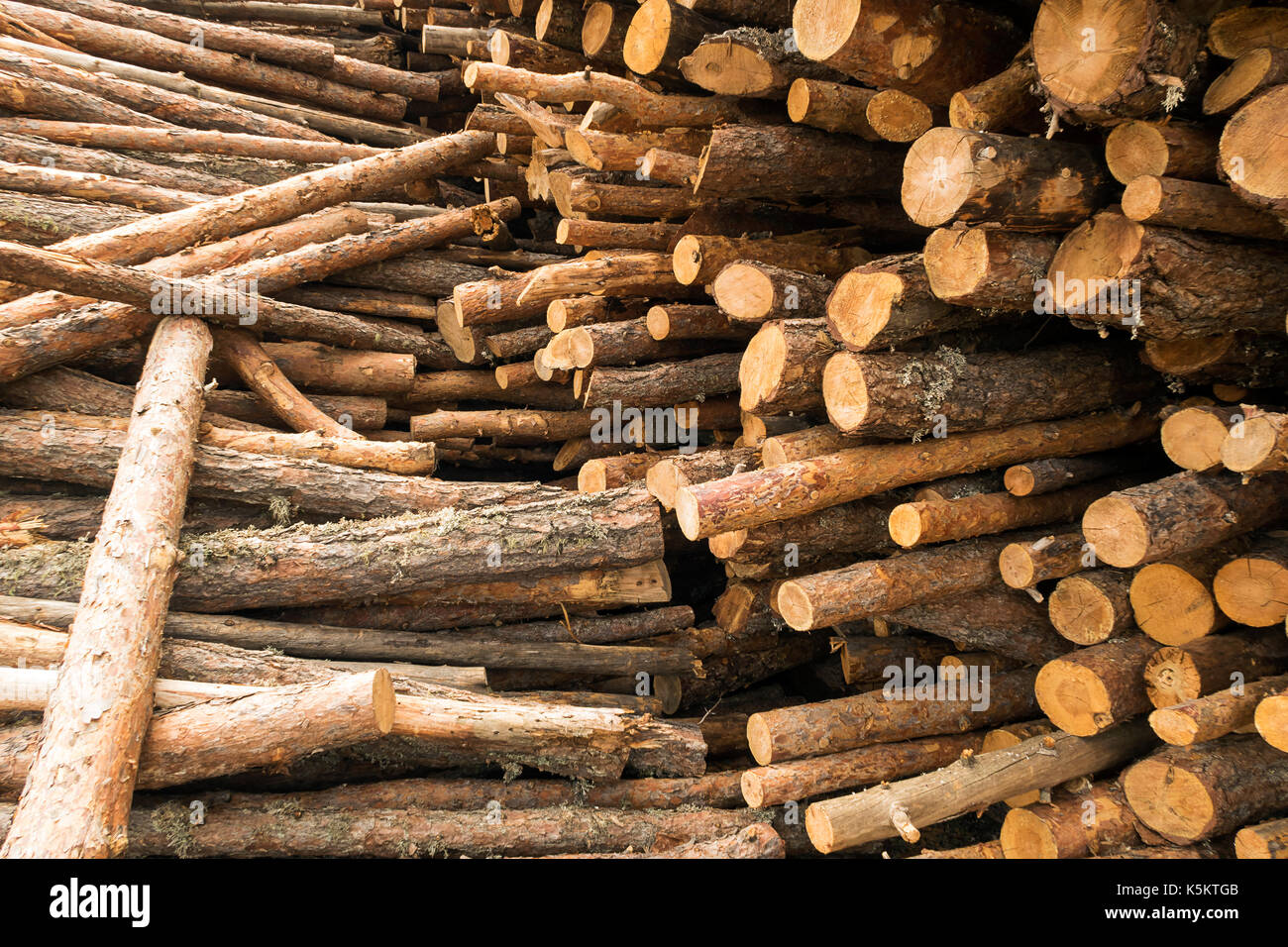 Tree trunks stacked Stock Photo - Alamy