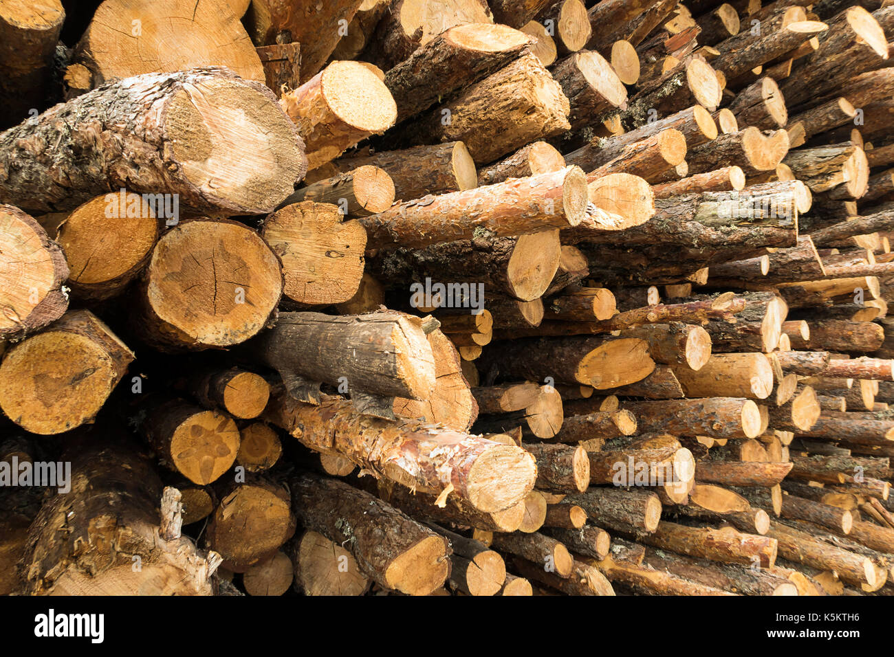 Tree trunks stacked Stock Photo - Alamy